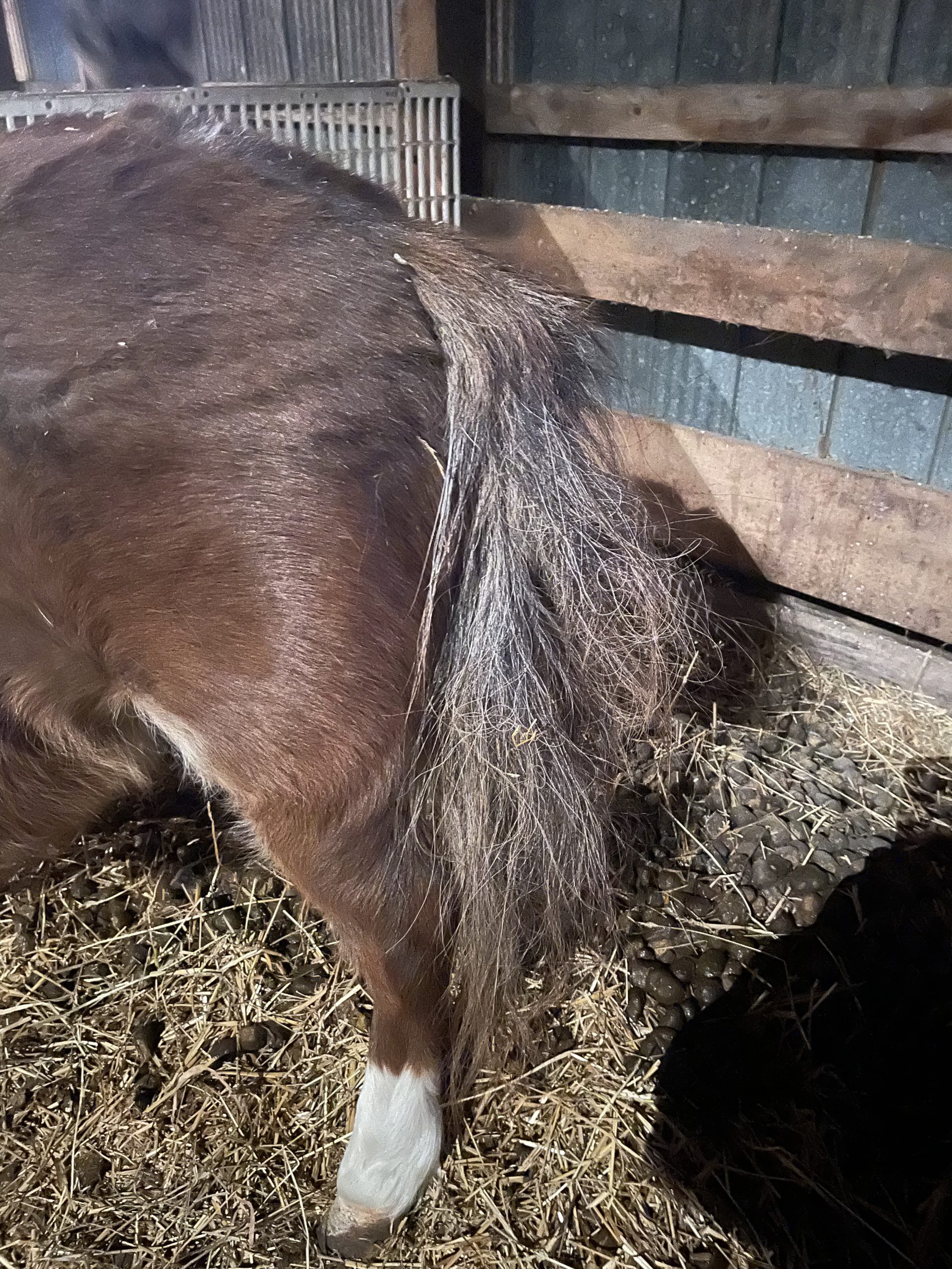 South Coast Miniature Horse Connection